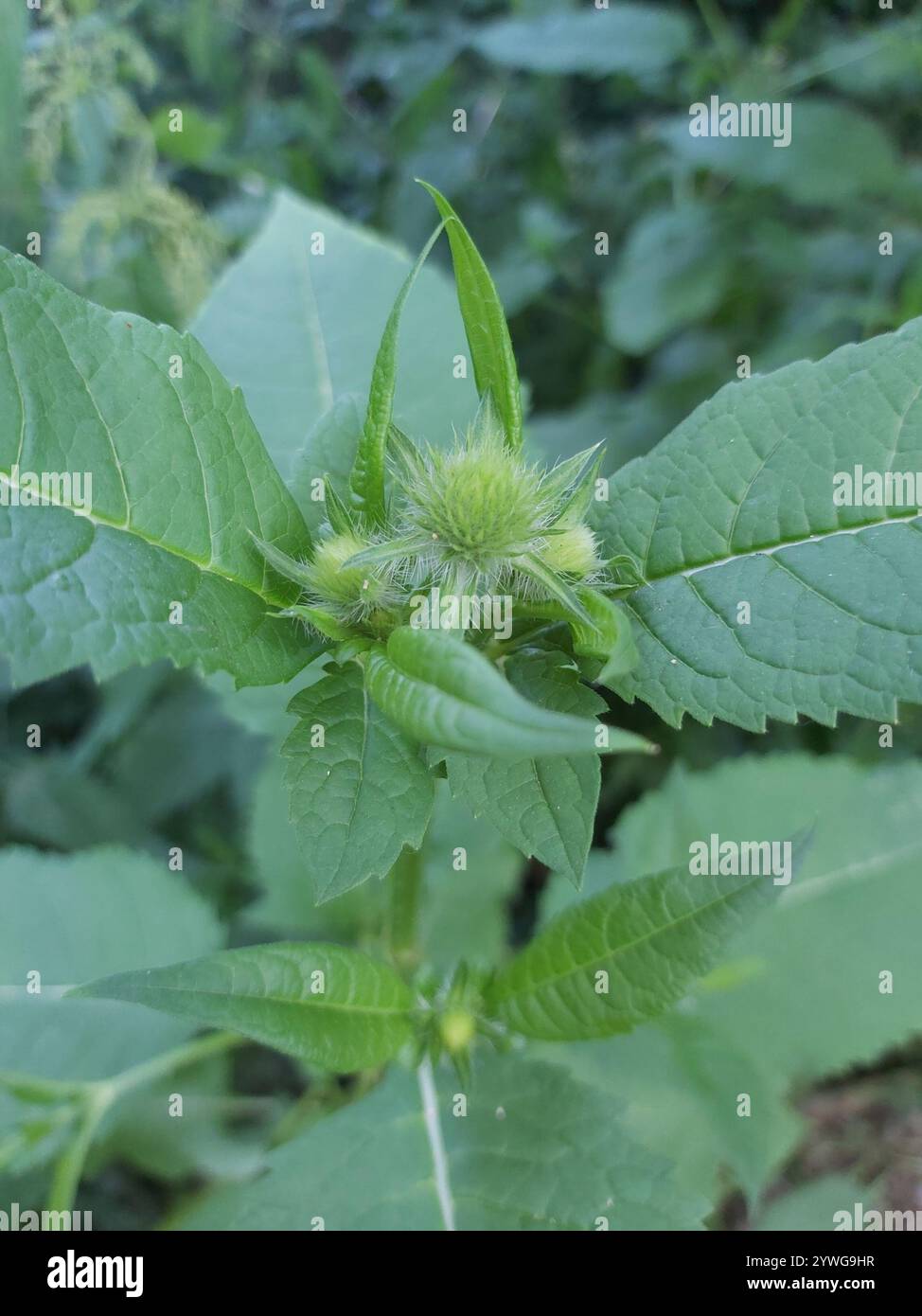 small teasel (Dipsacus pilosus Stock Photo - Alamy