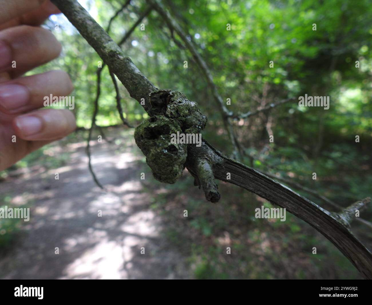 bacterial crown gall (Agrobacterium radiobacter Stock Photo - Alamy