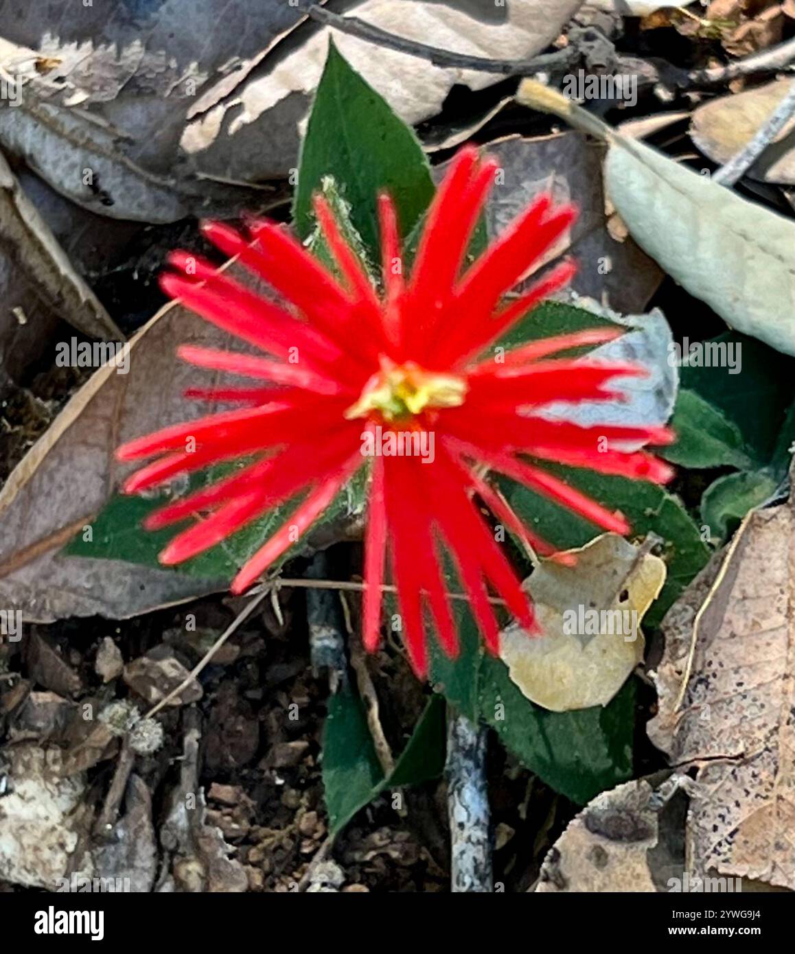 cardinal catchfly (Silene laciniata Stock Photo - Alamy