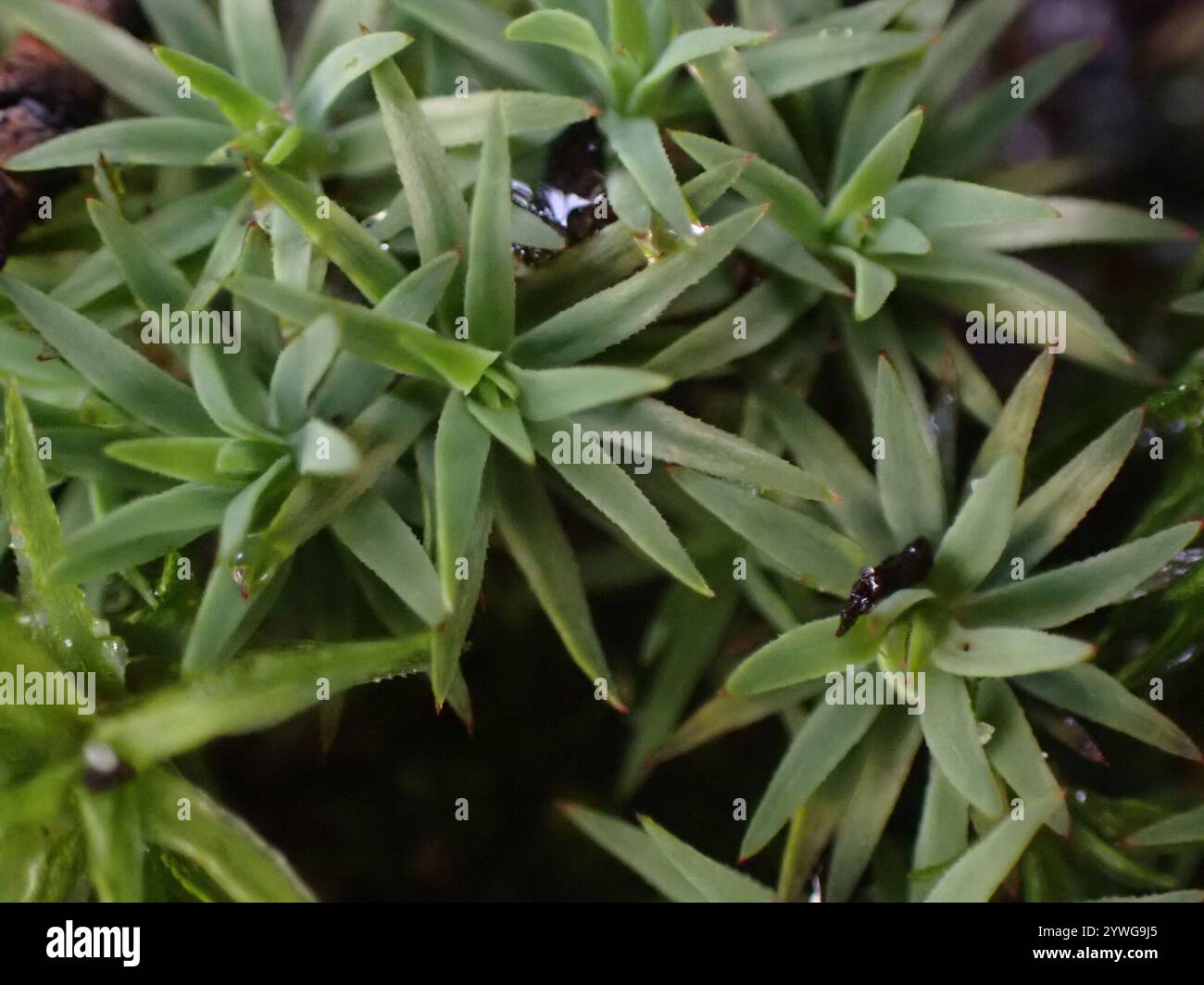 Toothed Pogonatum Moss Pogonatum Dentatum Stock Photo Alamy Toothed Pogonatum Moss Pogonatum Dentatum Stock Photo Alamy