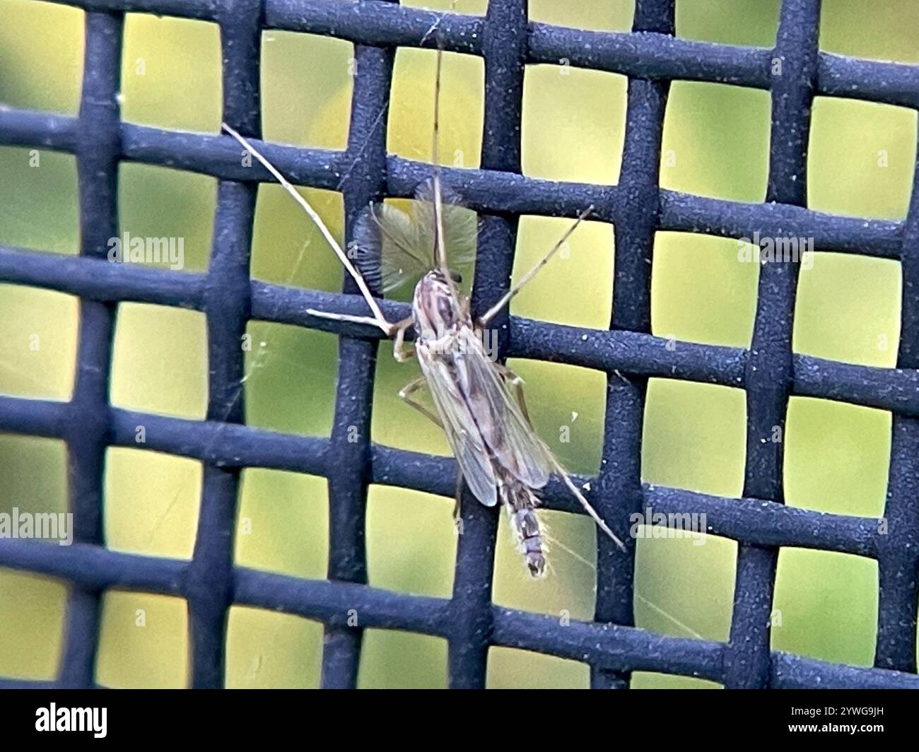 Non-biting Midges (Chironomidae Stock Photo - Alamy