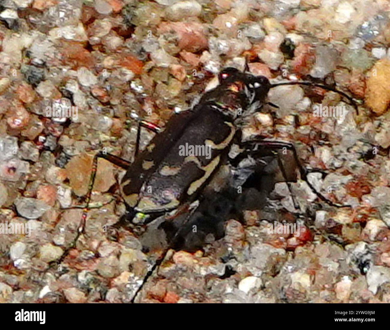Bronzed Tiger Beetle (Cicindela repanda Stock Photo - Alamy