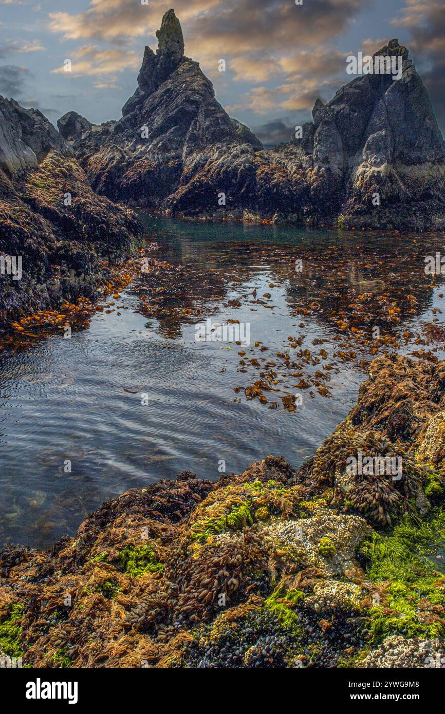 rock pool amongst jagged rocks covered with algae & seaweed in ireland ...
