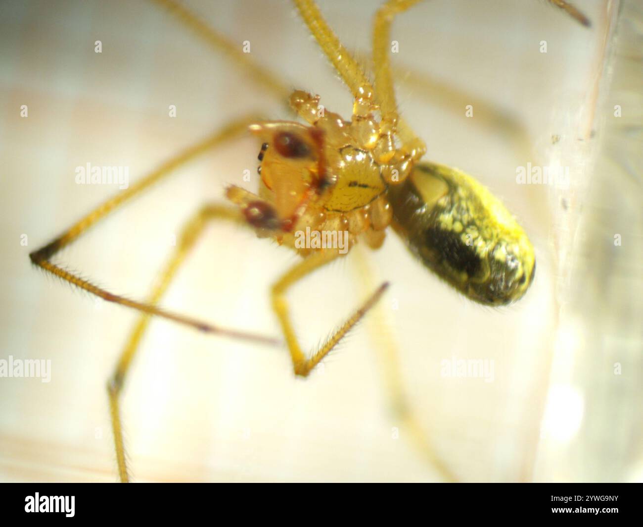 Candy-striped Spider complex (Enoplognatha ovata Stock Photo - Alamy