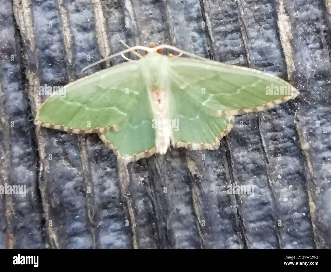 Common Emerald (Hemithea aestivaria Stock Photo - Alamy