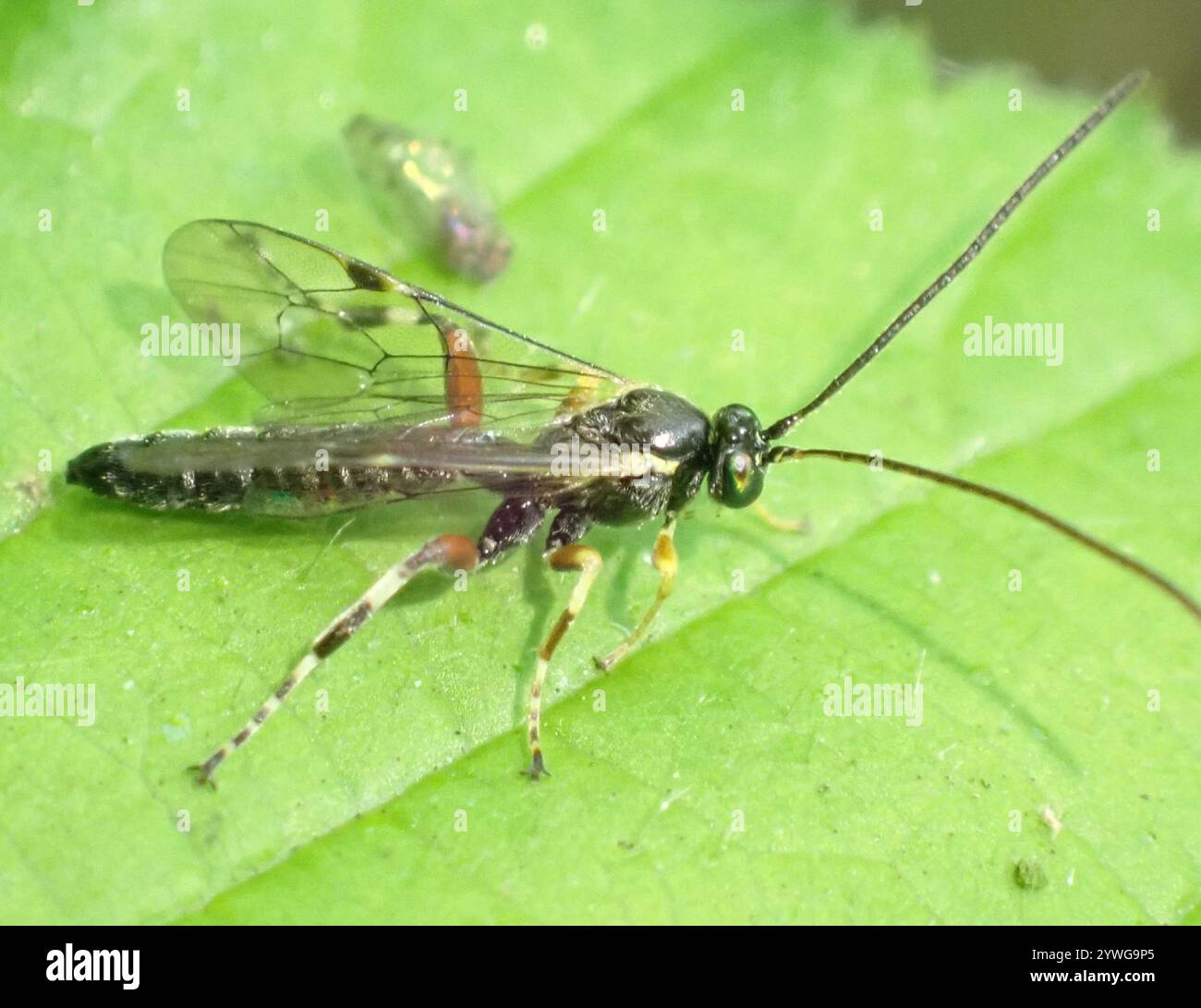 Itoplectis maculator hi-res stock photography and images - Alamy