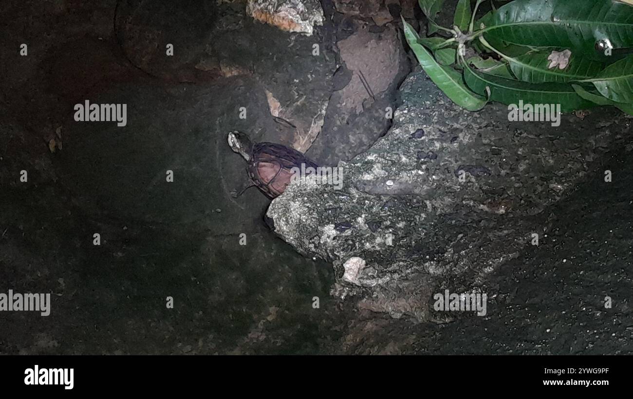 Scorpion Mud Turtle (Kinosternon scorpioides Stock Photo - Alamy