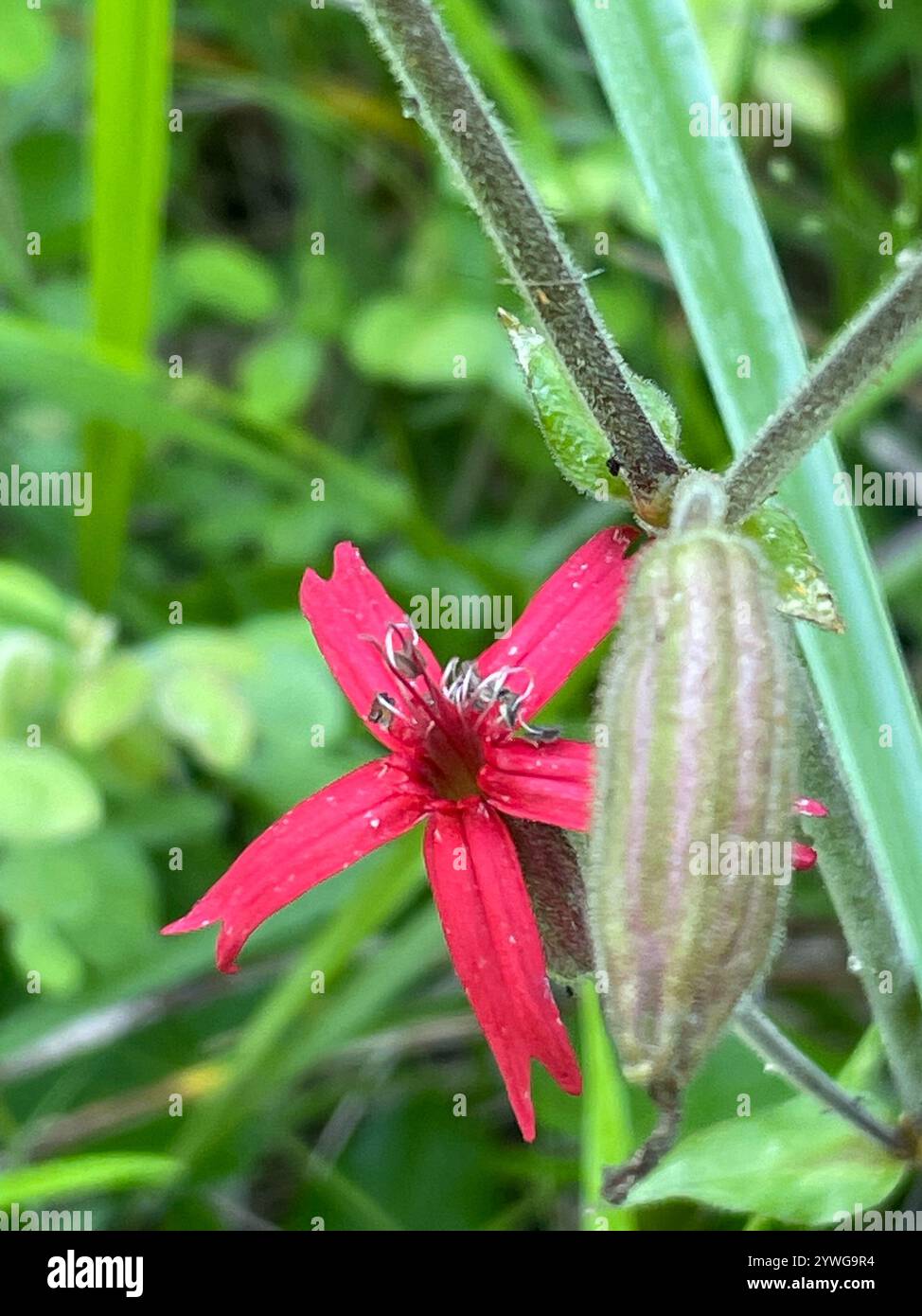 fire pink (Silene virginica Stock Photo - Alamy