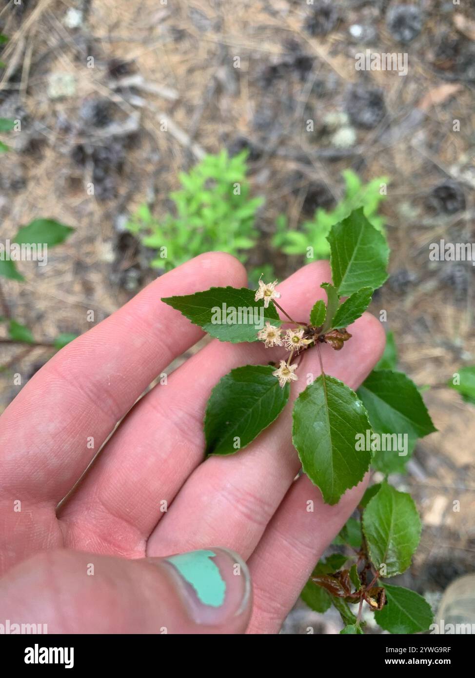 fire cherry (Prunus pensylvanica Stock Photo - Alamy