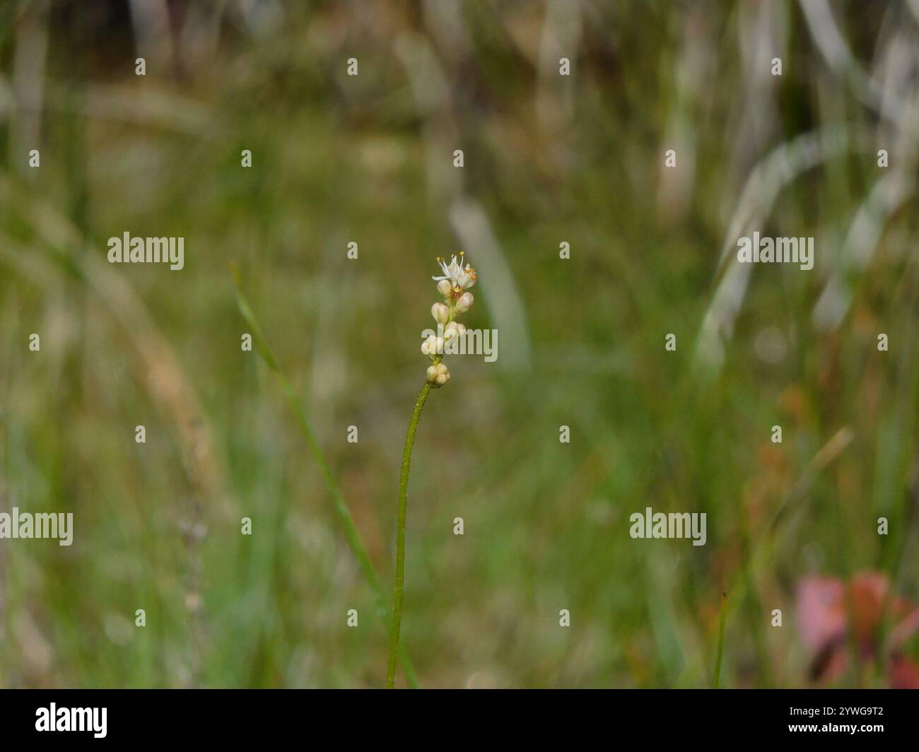 Sticky False Asphodel (Triantha glutinosa Stock Photo - Alamy