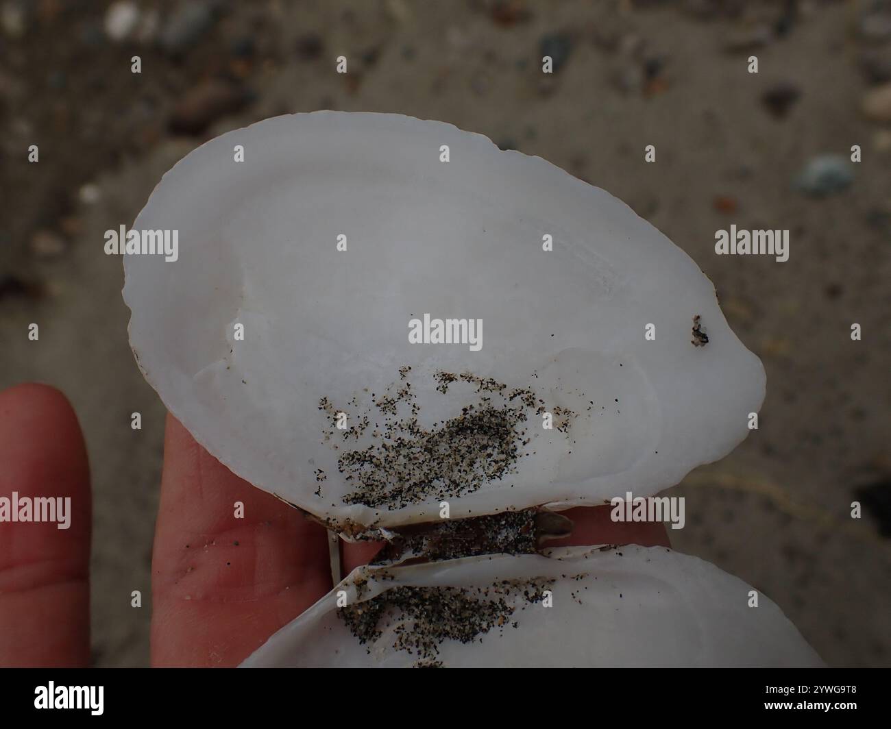 Macoma nasuta hi-res stock photography and images - Alamy