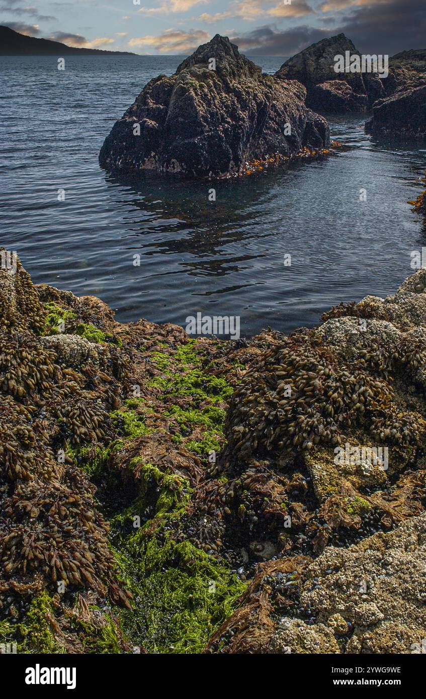 algae and seaweed on rocks in ireland Stock Photo - Alamy