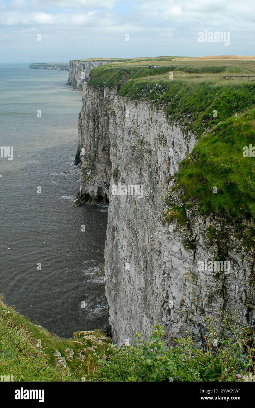 sheer, vertical cliffs at bempton, north yorkshire, england, uk Stock ...
