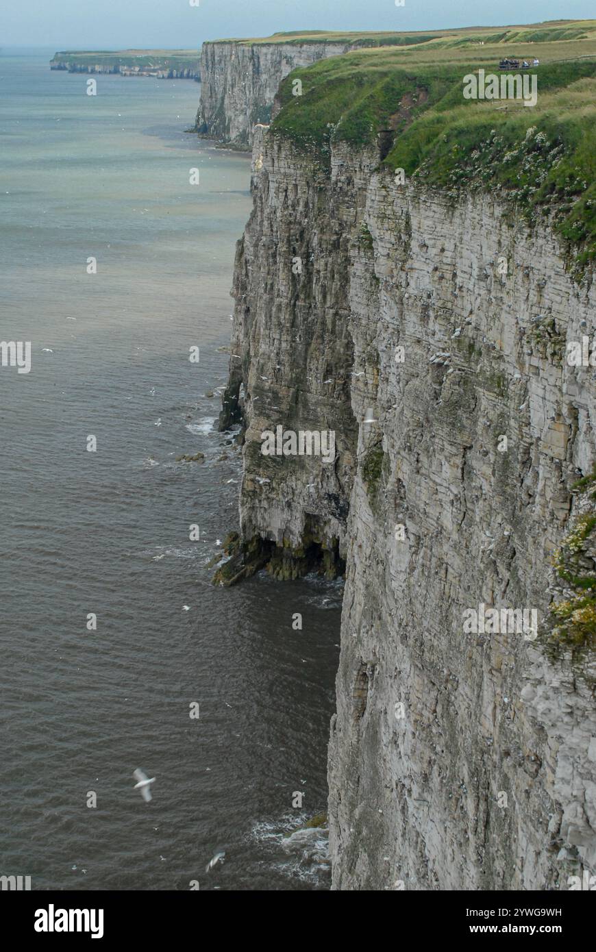 sheer, vertical cliffs at bempton, north yorkshire, england, uk Stock ...