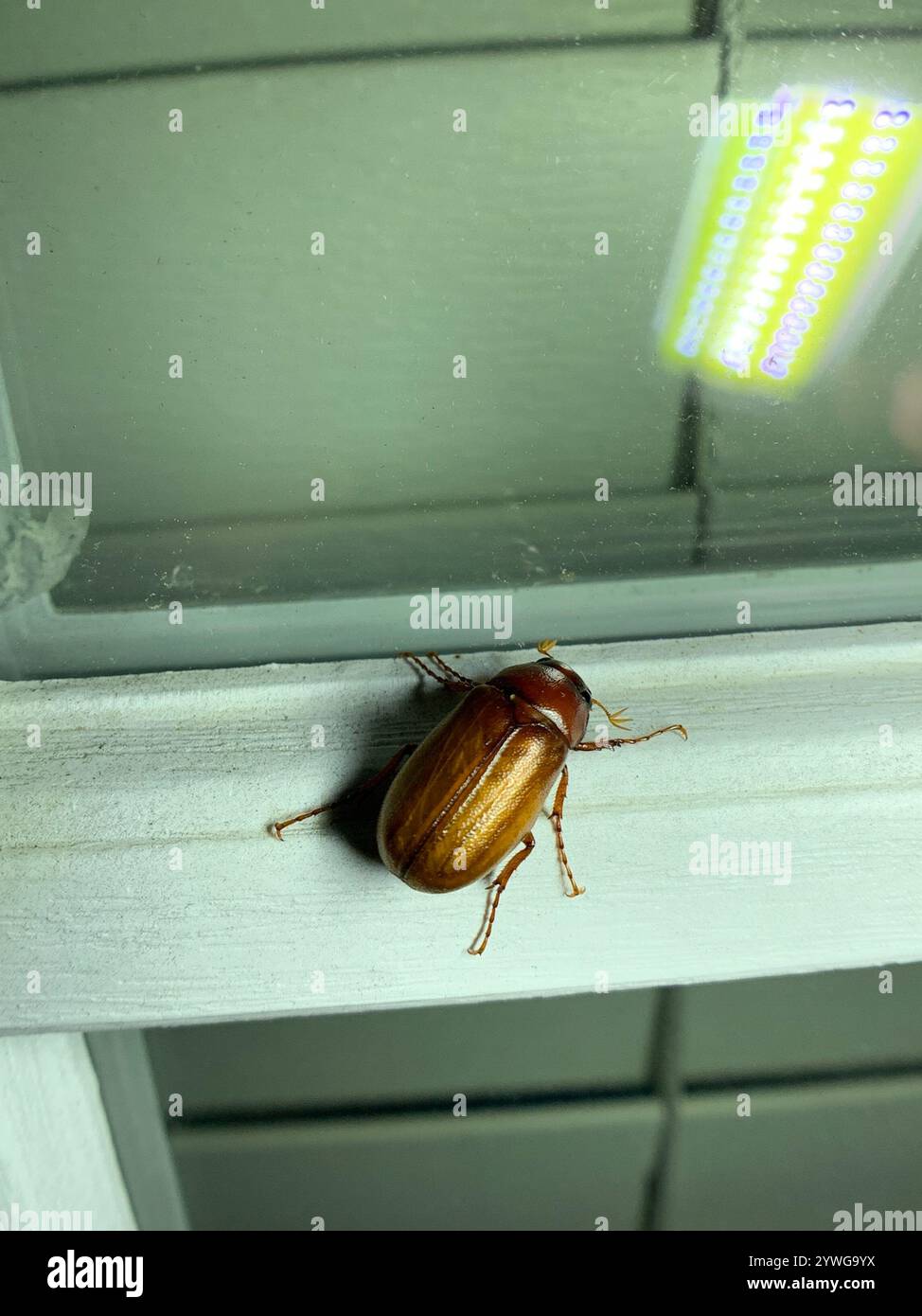 May Beetles (Phyllophaga Stock Photo - Alamy