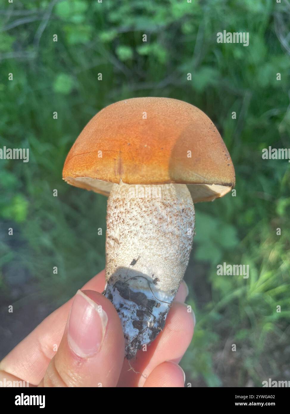 aspen bolete (Leccinum insigne Stock Photo - Alamy