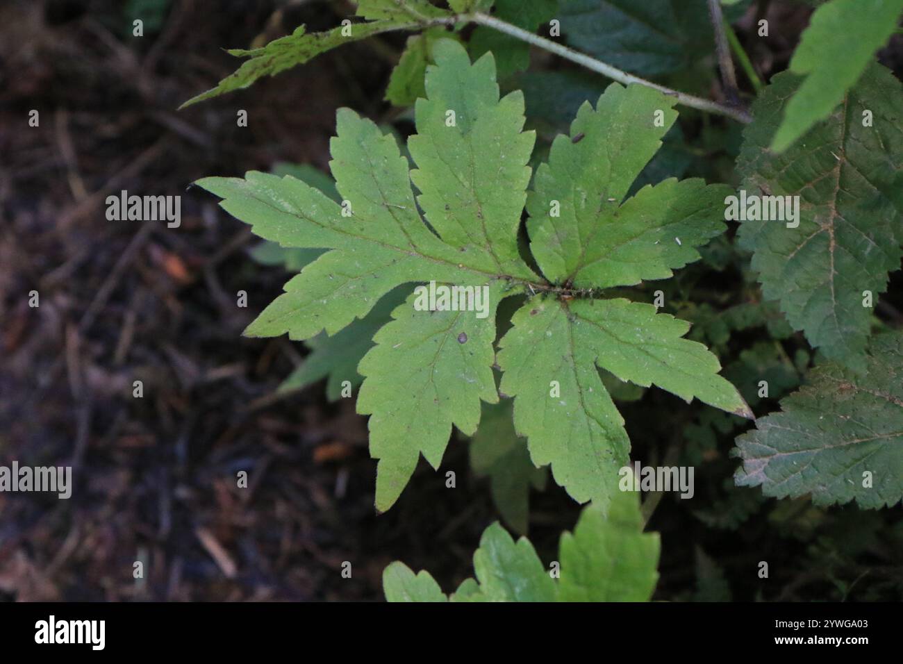 Pacific Waterleaf (Hydrophyllum tenuipes Stock Photo - Alamy