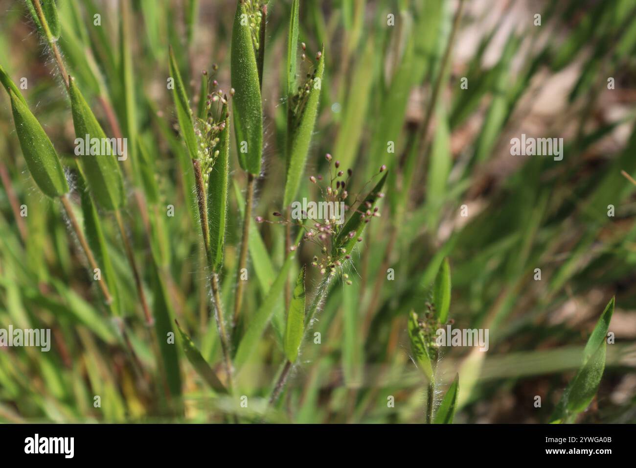 hairy rosette-panicgrass (Dichanthelium acuminatum Stock Photo - Alamy