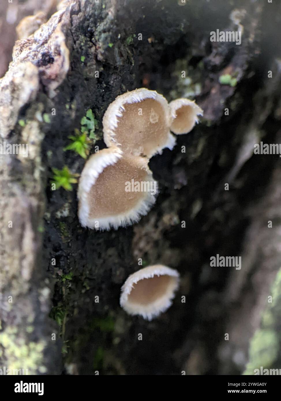 Smooth Patch Disease (Aleurodiscus oakesii Stock Photo - Alamy