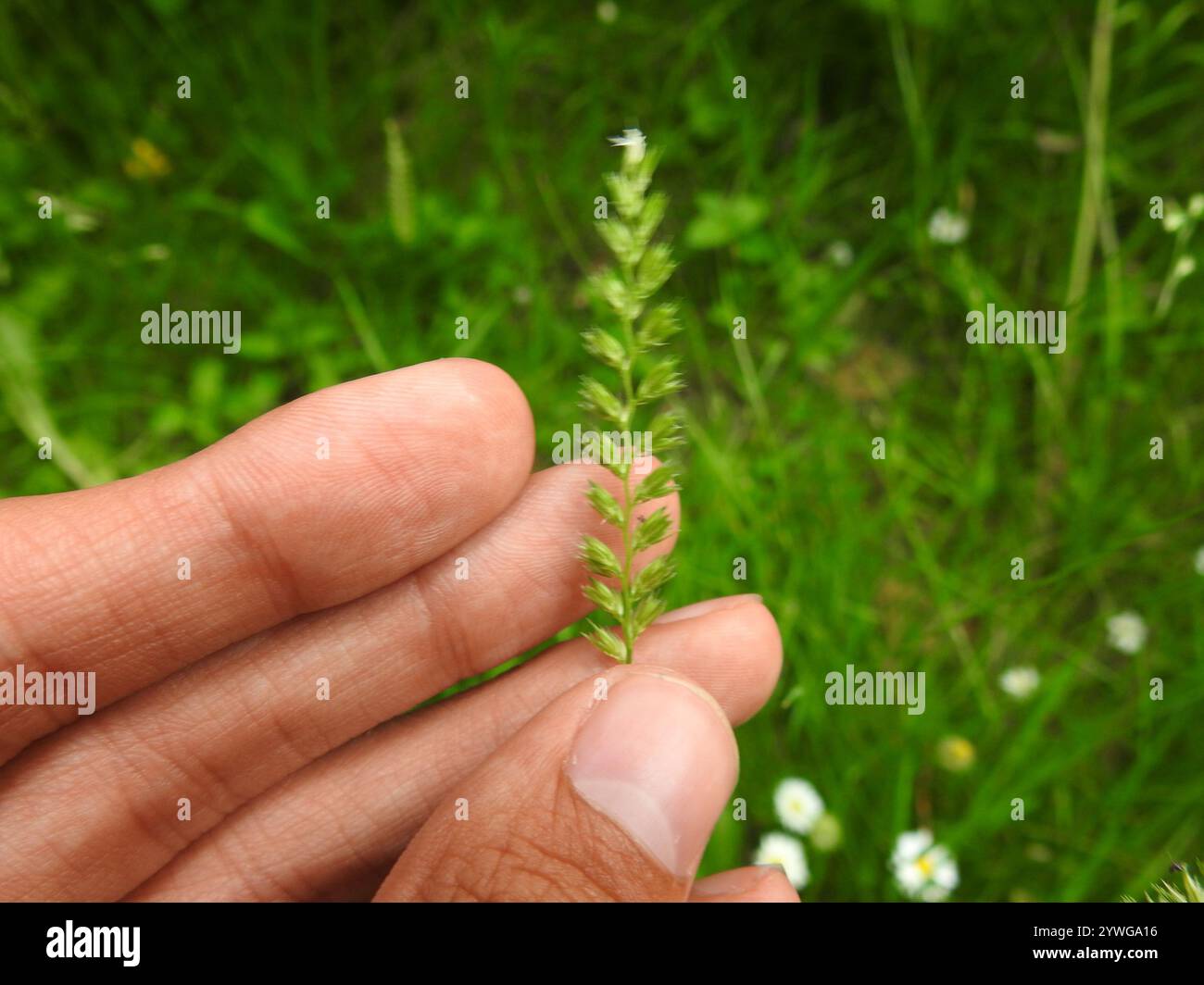 crested dogtail grass (Cynosurus cristatus Stock Photo - Alamy