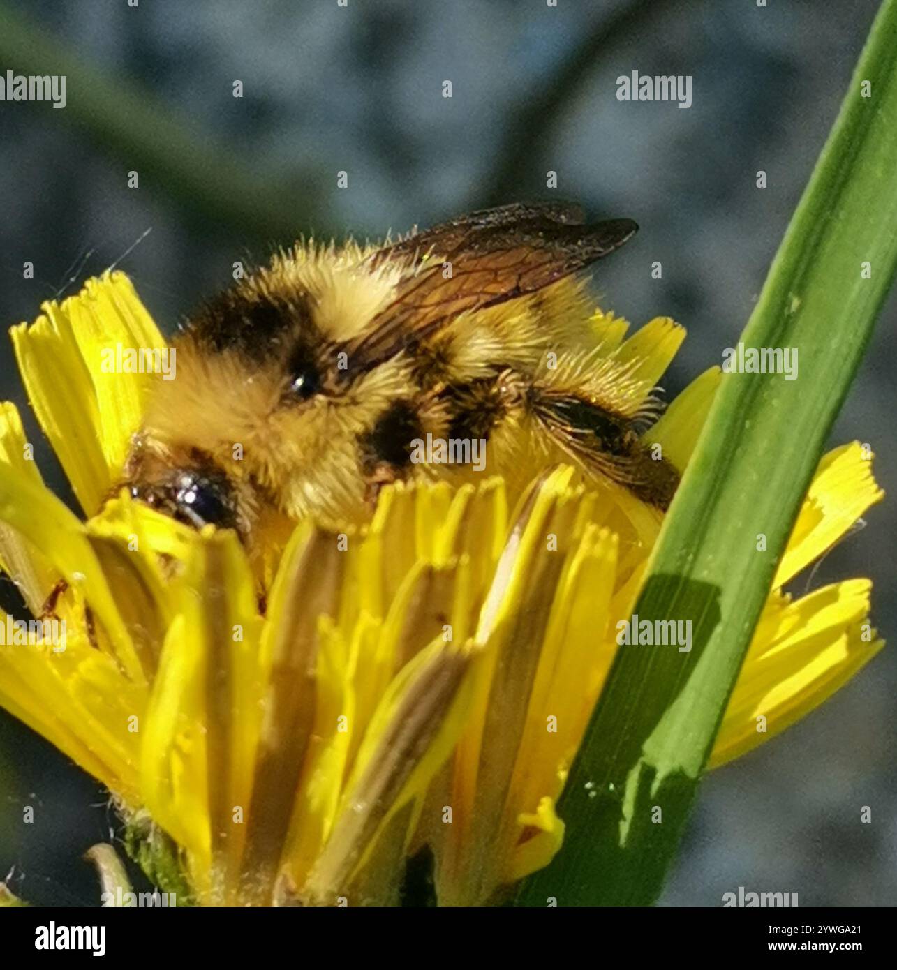 Sand-coloured Carder Bumble Bee (Bombus veteranus Stock Photo - Alamy