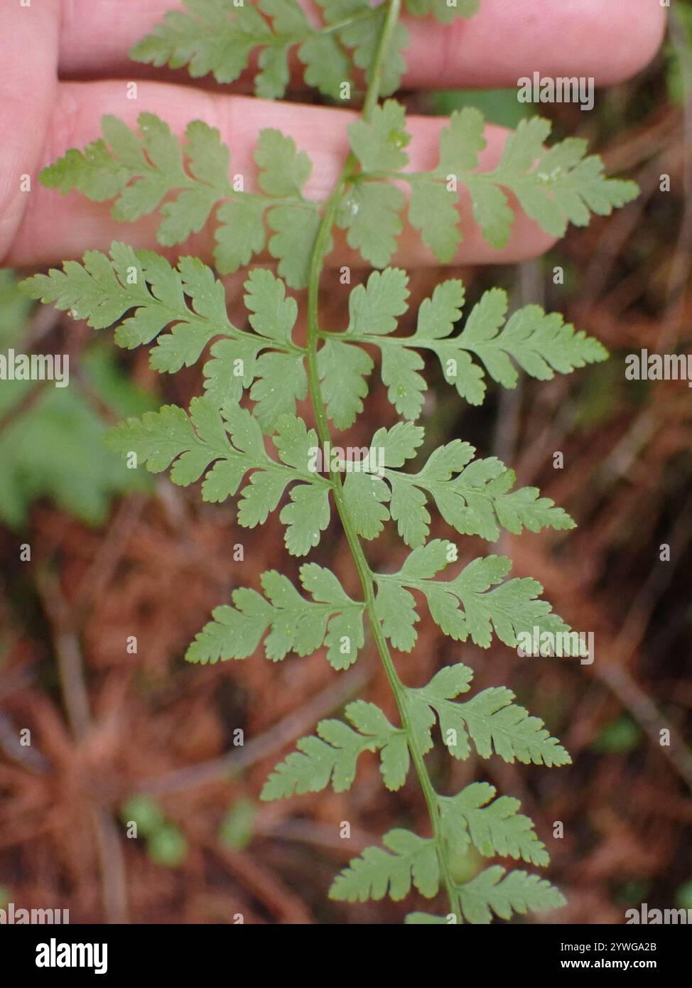 brittle bladderfern (Cystopteris fragilis Stock Photo - Alamy