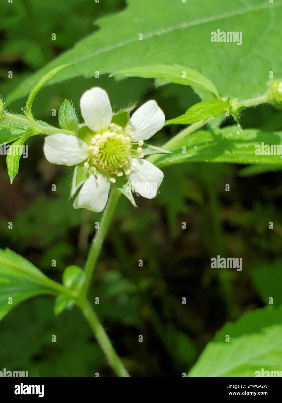white avens (Geum canadense Stock Photo - Alamy