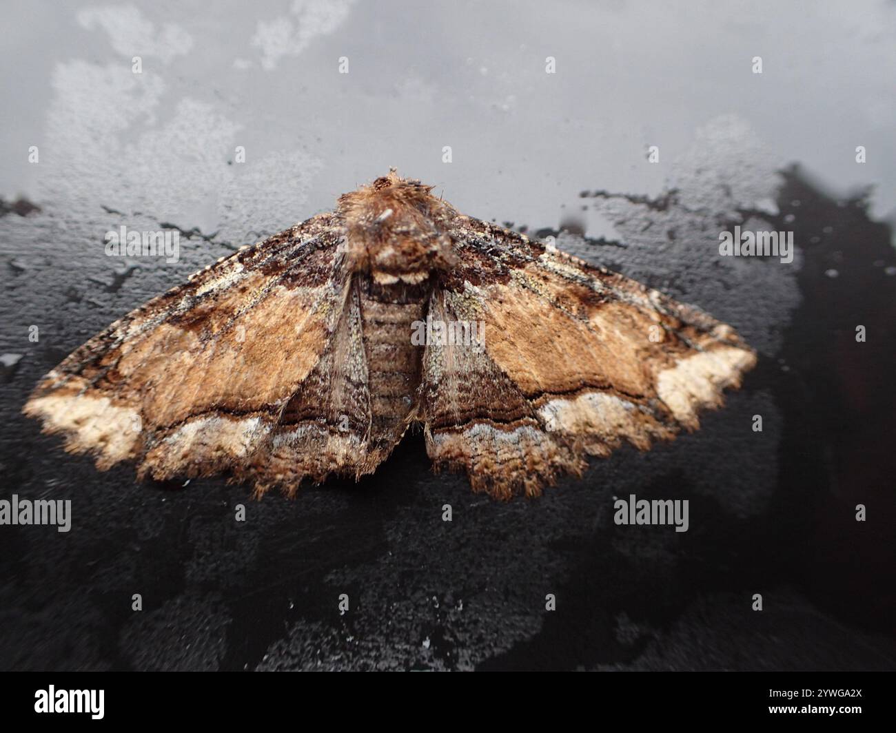 Colorful Zale Moth (Zale minerea Stock Photo - Alamy