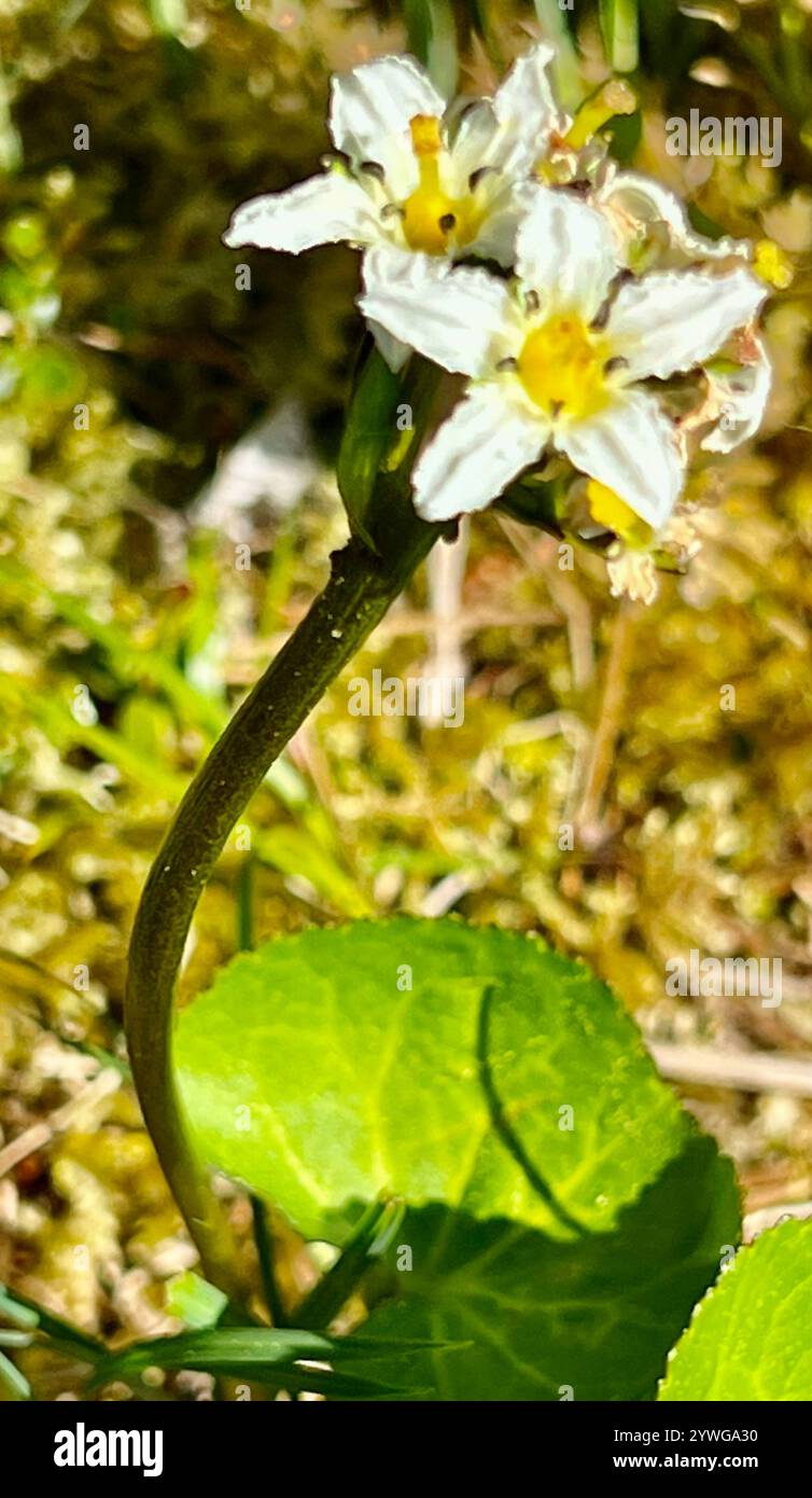 Deer-cabbage (Nephrophyllidium crista-galli Stock Photo - Alamy