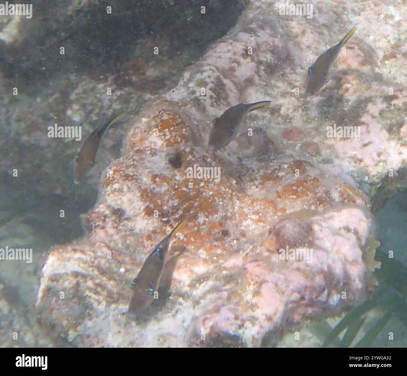 Caribbean Sharpnose Puffer (Canthigaster rostrata Stock Photo - Alamy