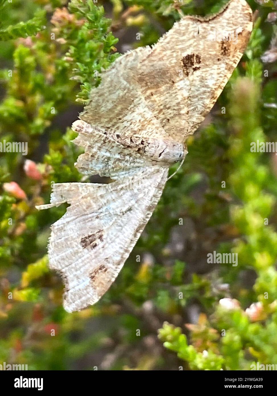 Sharp-angled Peacock Moth (Macaria alternata Stock Photo - Alamy