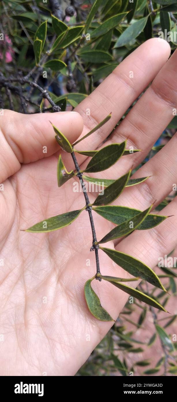 Common White Quebracho (Aspidosperma quebracho-blanco Stock Photo - Alamy