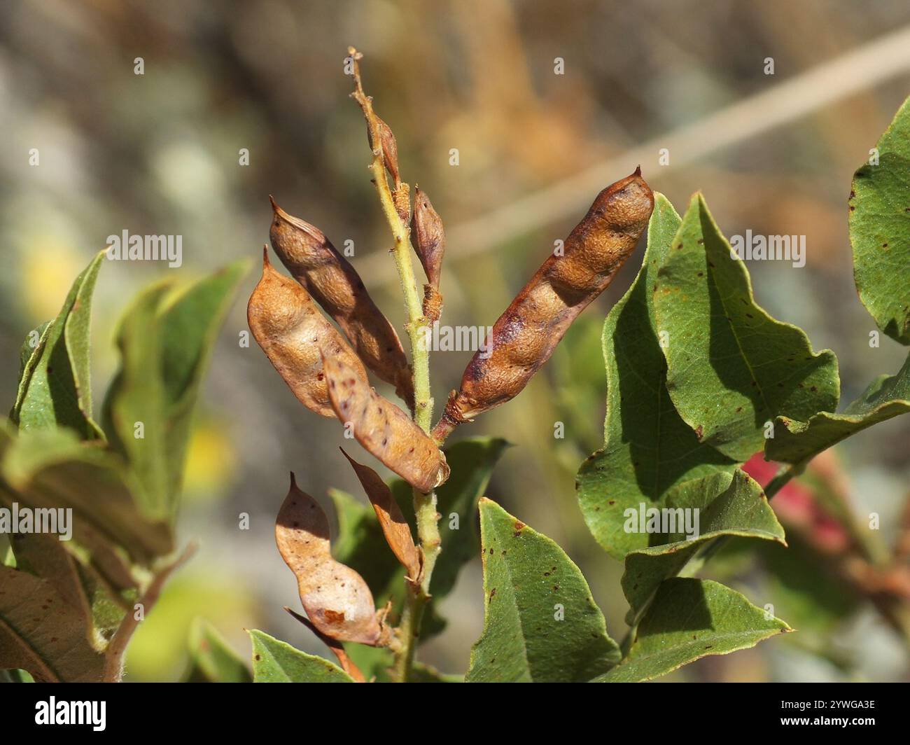 cultivated licorice (Glycyrrhiza glabra Stock Photo - Alamy