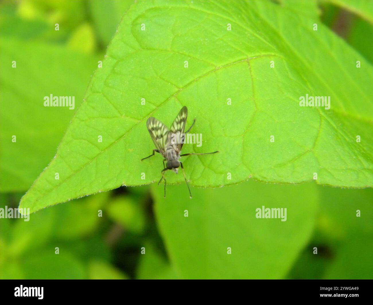 Common Snipe Fly (Rhagio mystaceus Stock Photo - Alamy