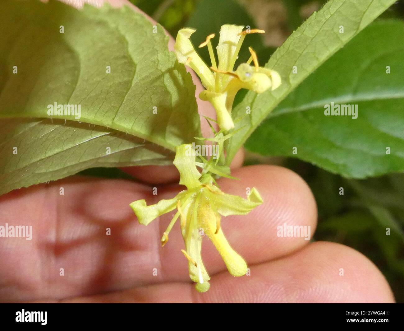 northern bush honeysuckle (Diervilla lonicera Stock Photo - Alamy