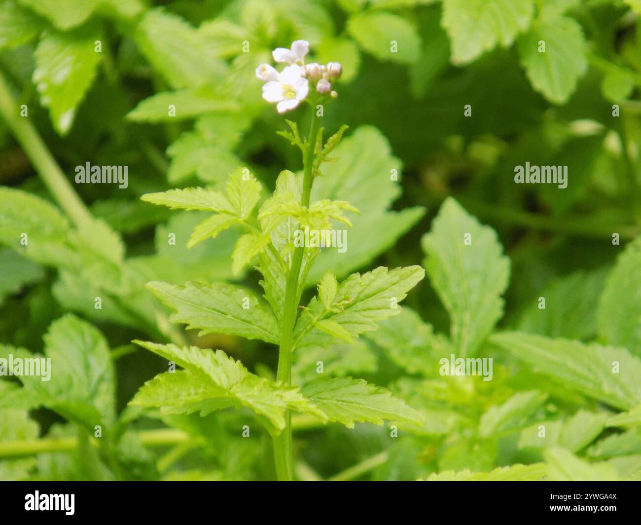Large-leaved Bittercress (Cardamine macrophylla Stock Photo - Alamy