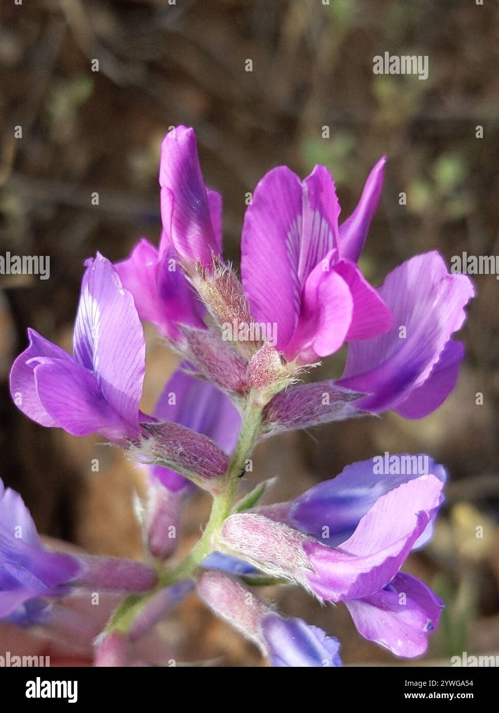 Lambert's Locoweed (Oxytropis lambertii Stock Photo - Alamy