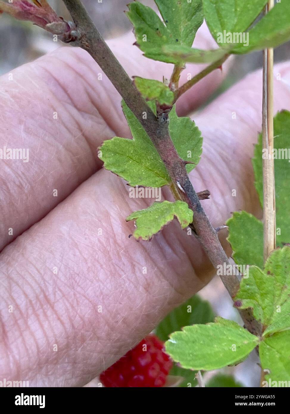 Rubus cuneifolius hi-res stock photography and images - Alamy