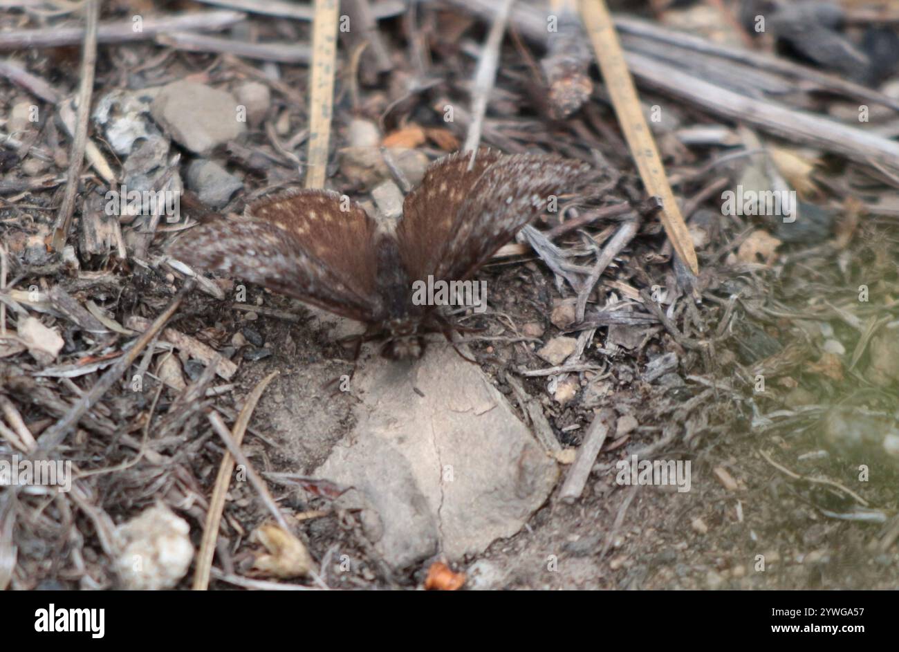 Persius Duskywing (Erynnis persius Stock Photo - Alamy