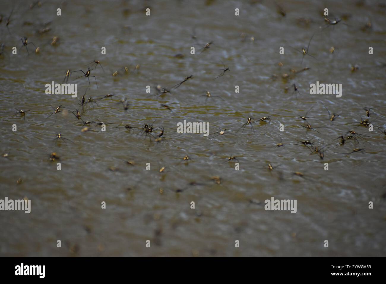 Hesperius hi-res stock photography and images - Alamy