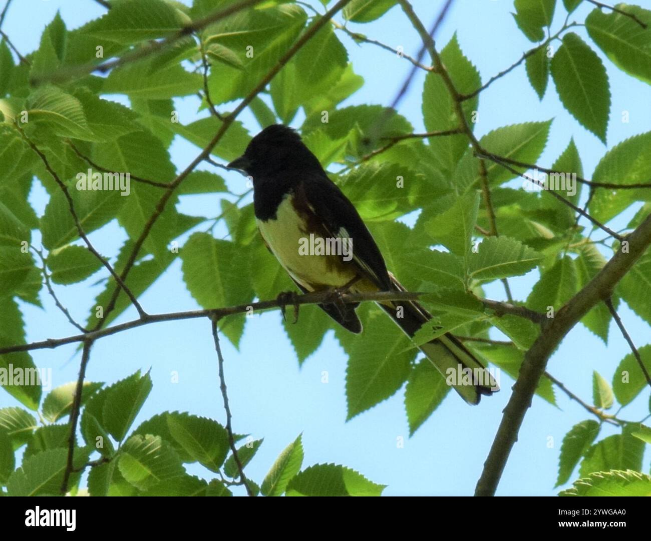 Eastern Towhee (Pipilo erythrophthalmus Stock Photo - Alamy