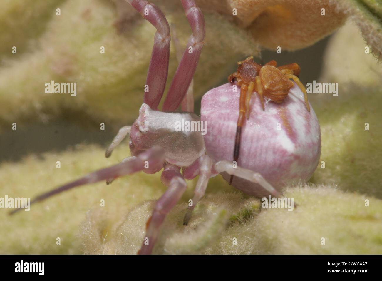 Pink Crab Spider (Thomisus onustus Stock Photo - Alamy