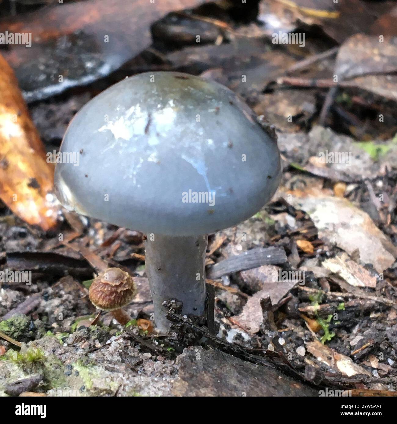 elegant blue webcap (Cortinarius rotundisporus Stock Photo - Alamy