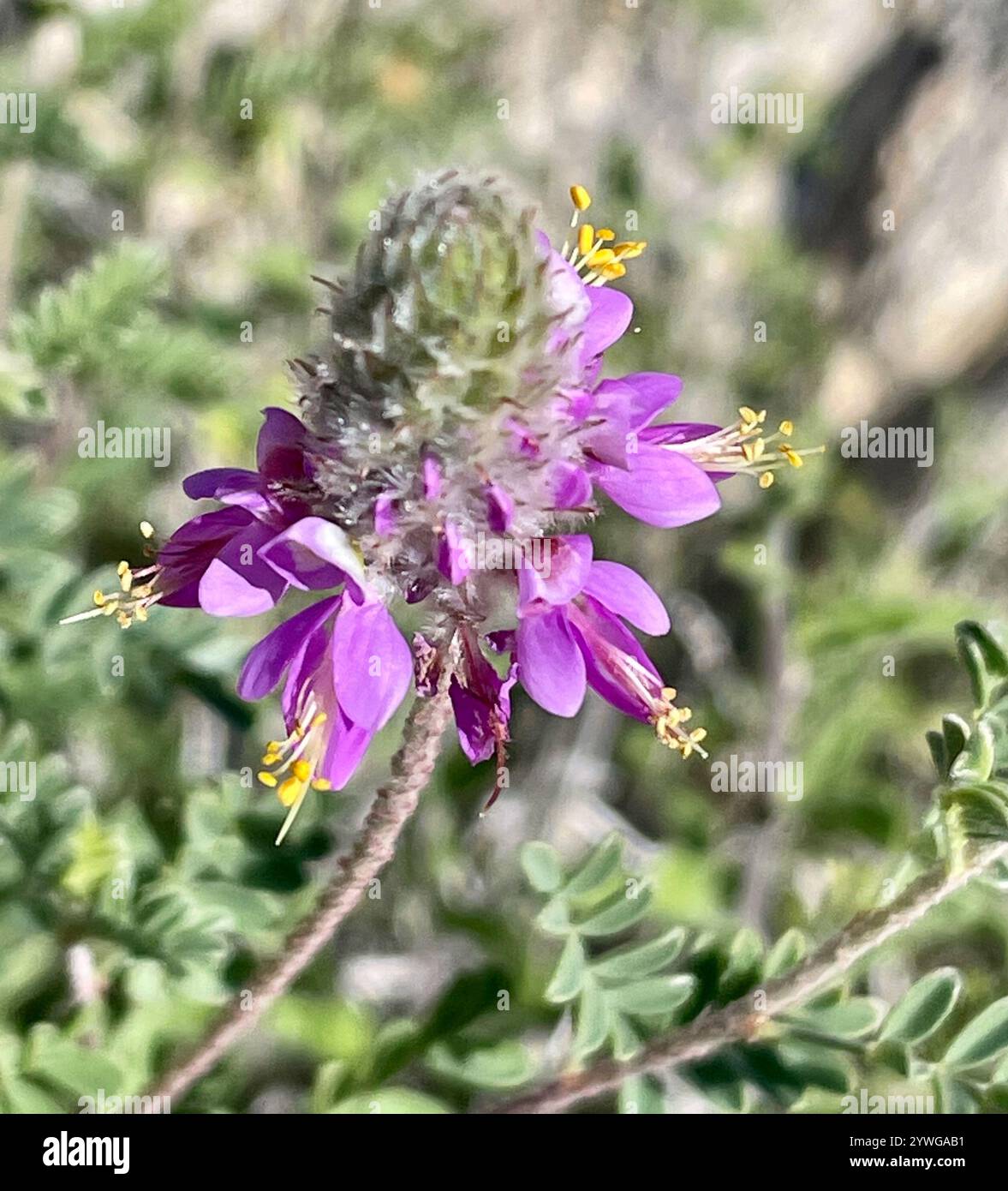 Dalea bicolor hi-res stock photography and images - Alamy