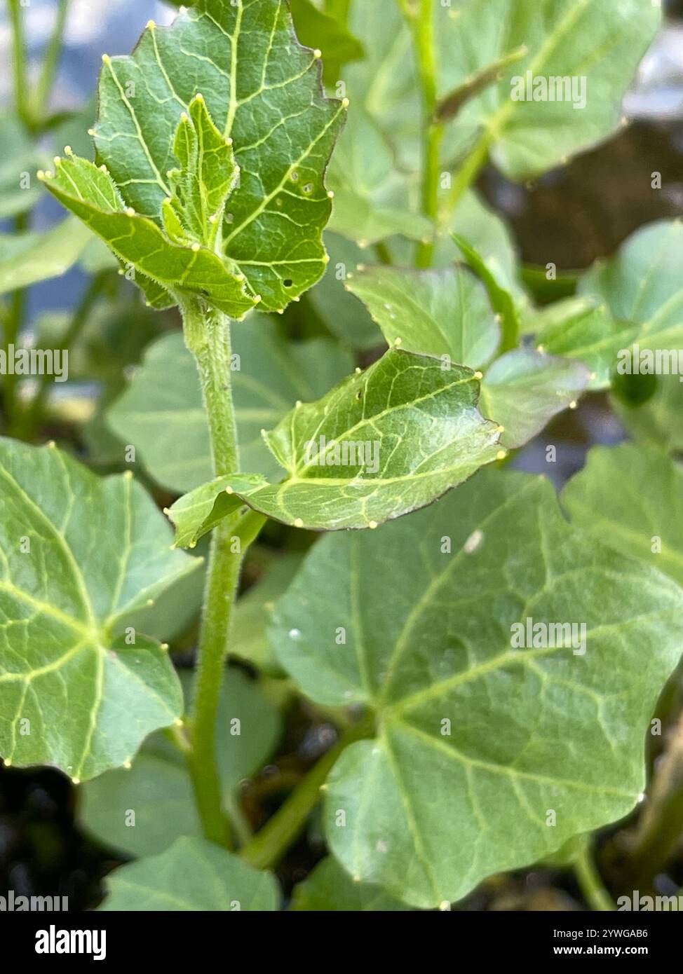 mustard family (Brassicaceae Stock Photo - Alamy