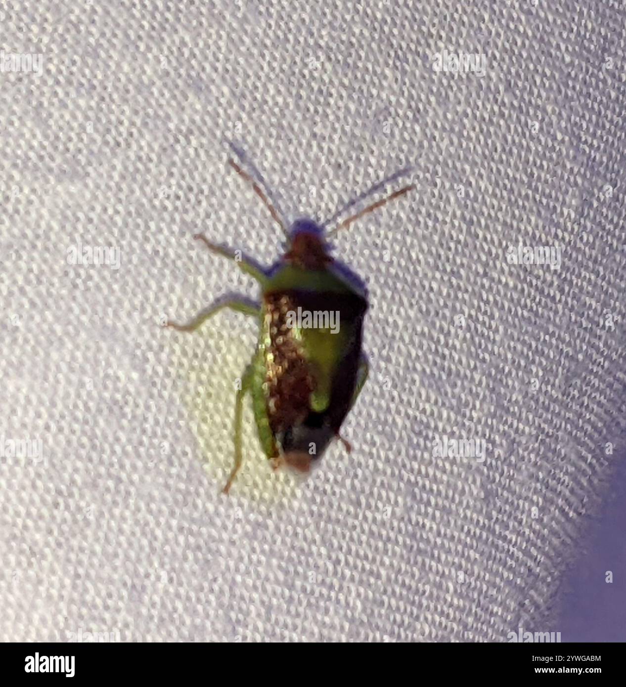 Green Burgundy Stink Bug (Banasa dimidiata Stock Photo - Alamy