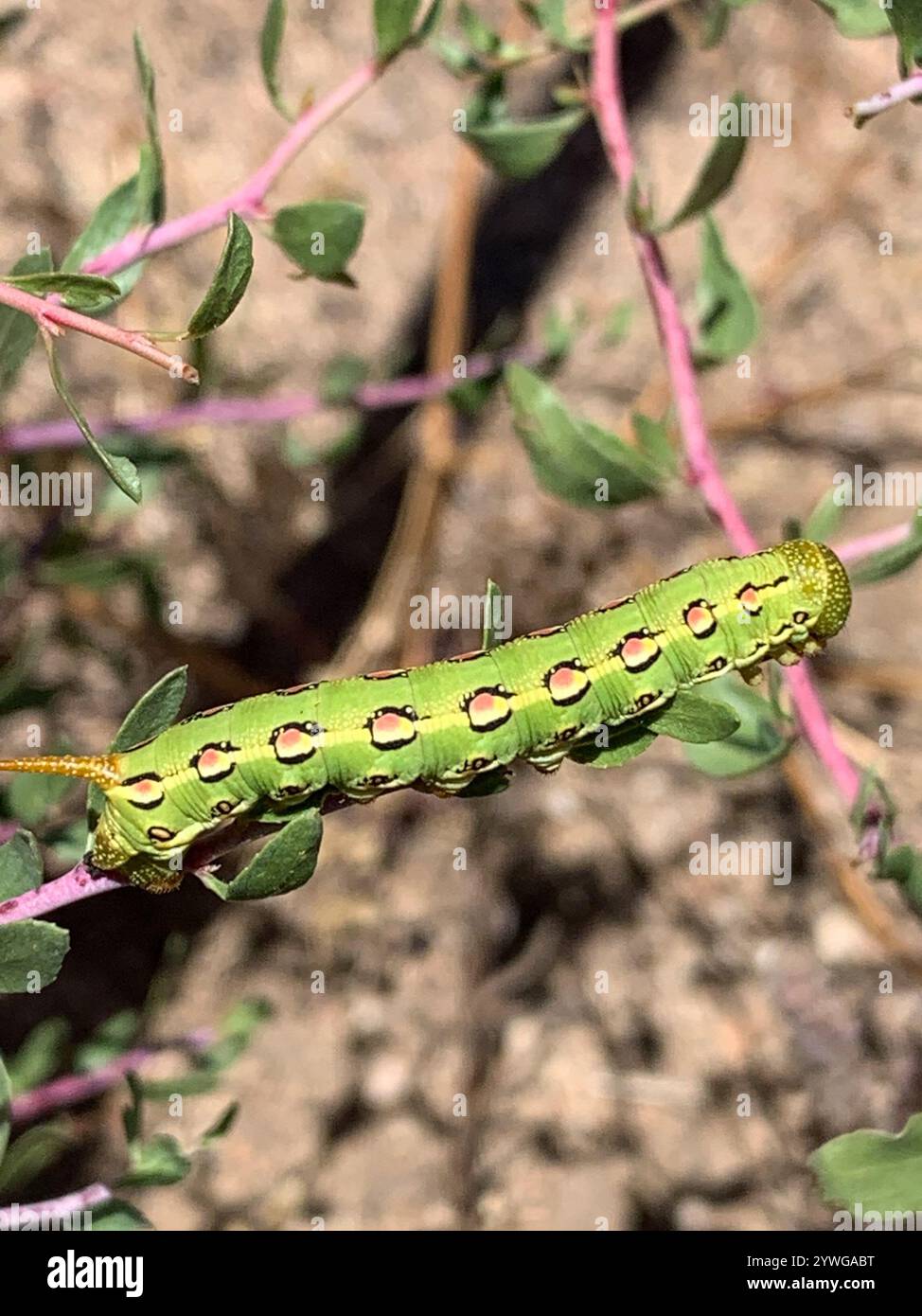 White-lined Sphinx (Hyles lineata Stock Photo - Alamy