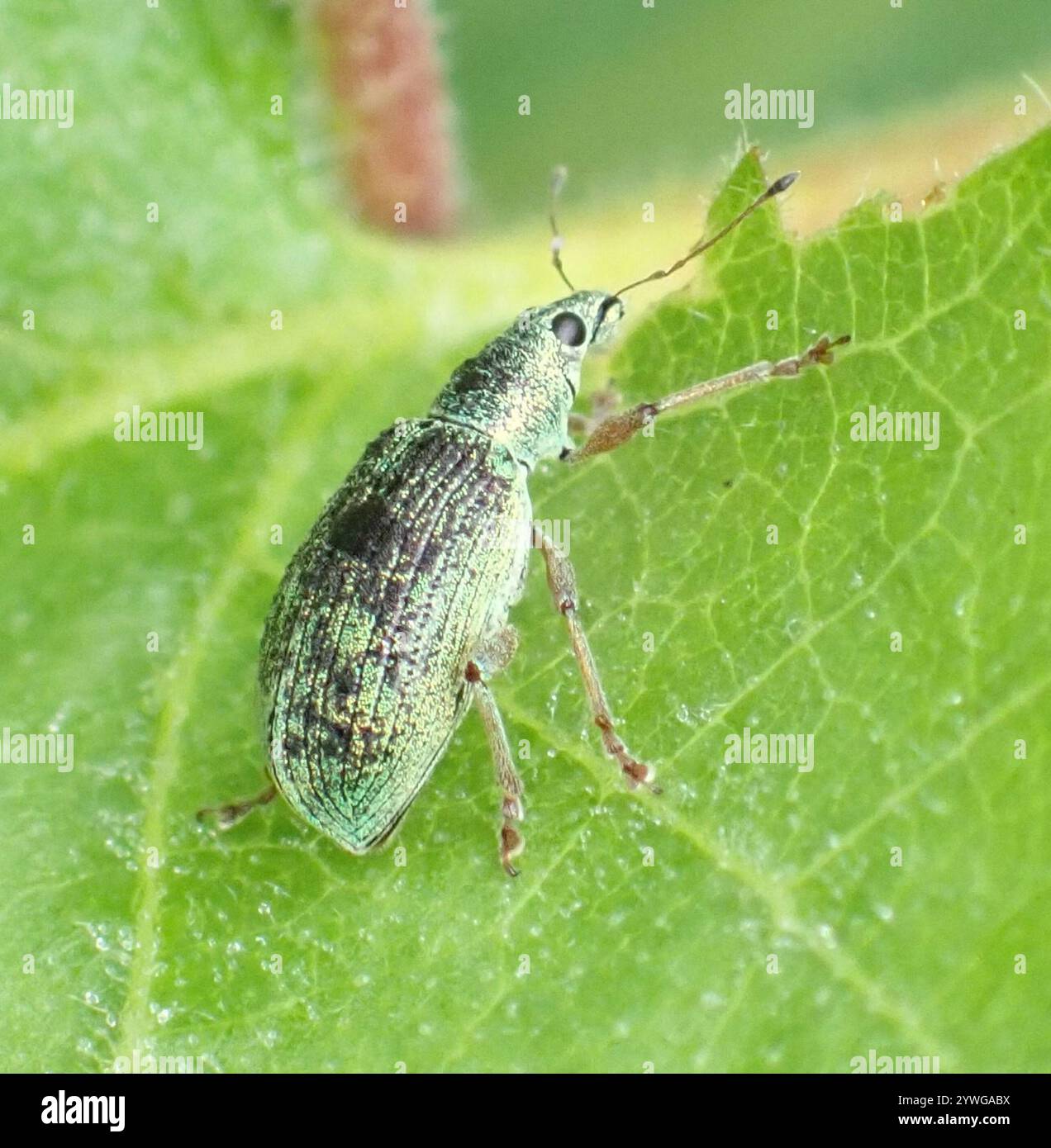 Green Immigrant Leaf Weevil (Polydrusus formosus Stock Photo - Alamy