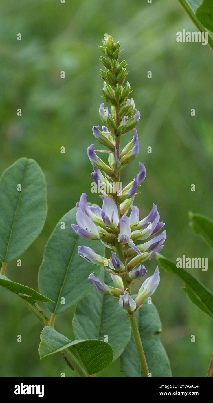 cultivated licorice (Glycyrrhiza glabra Stock Photo - Alamy