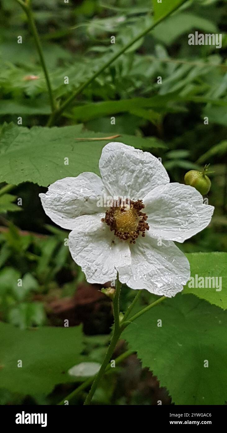 thimbleberry (Rubus parviflorus Stock Photo - Alamy